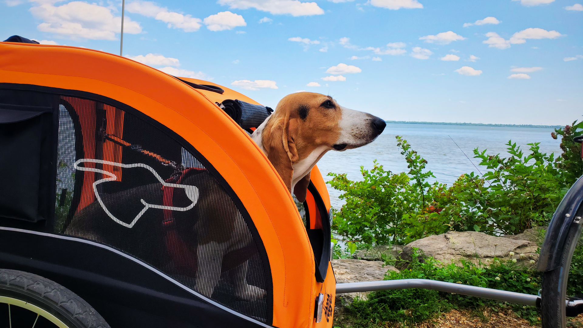 Doggo Bike® trailer - Premium Dog Bike Trailer developed for your dog